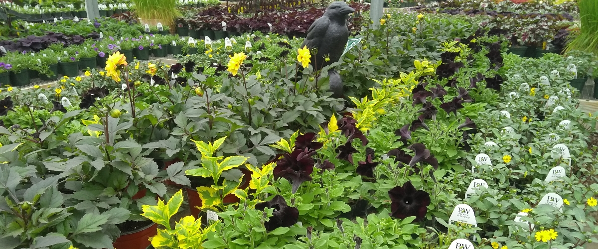 Andrew's Greenhouse, Amherst, MA
