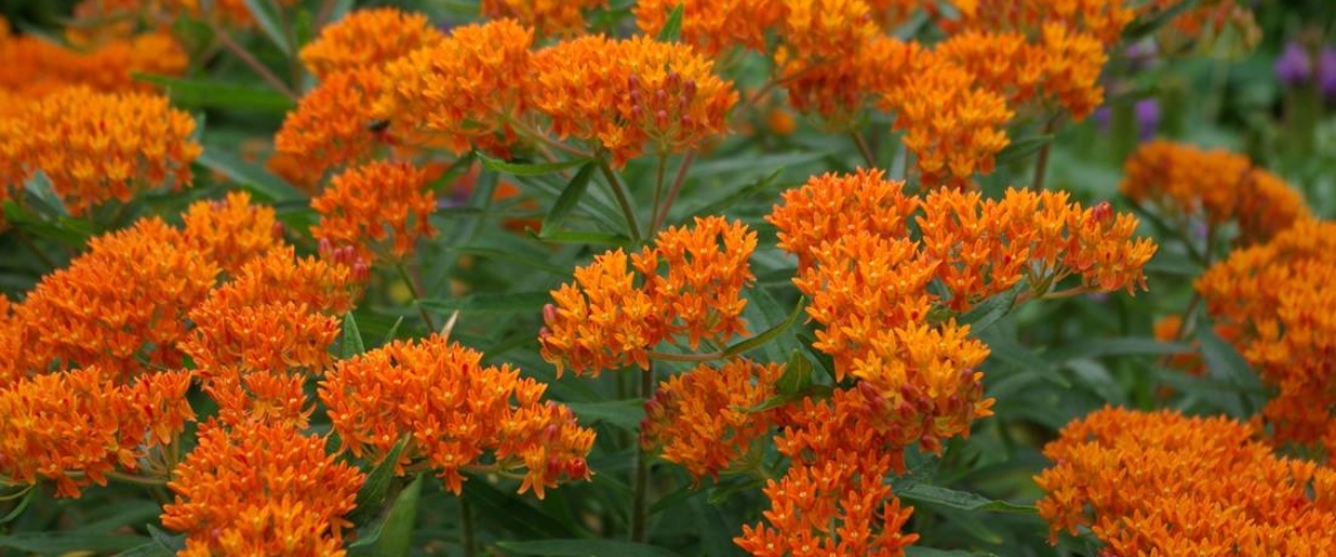 Perennials: Garden Essentials - Andrew's Greenhouse, Amherst, MA