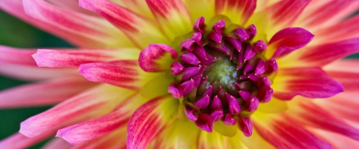Andrew's Greenhouse, Amherst, MA